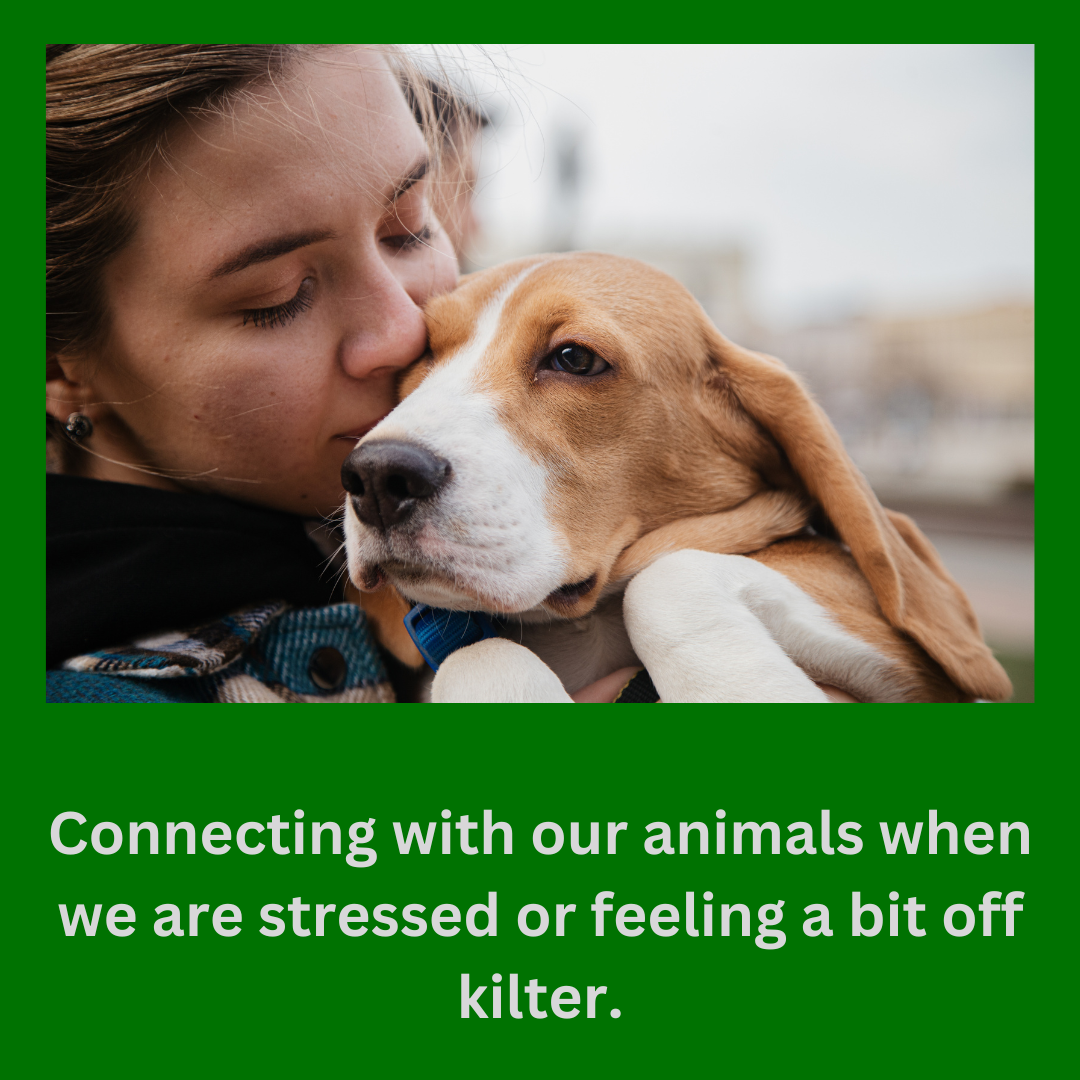 Connecting with Our Animals – Dani Norlund, LAMP, SAAP
